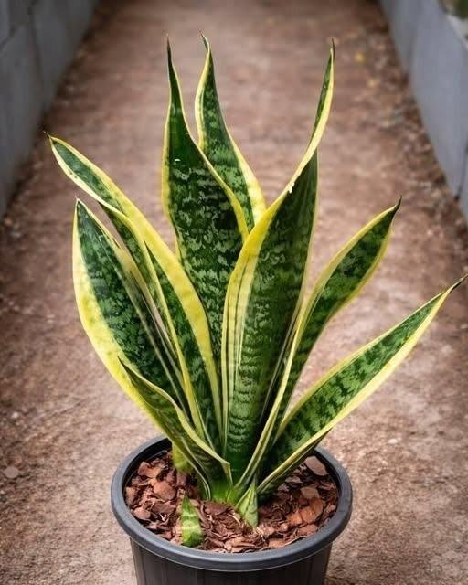 If you have this plant in your house, then you have… – cooking food